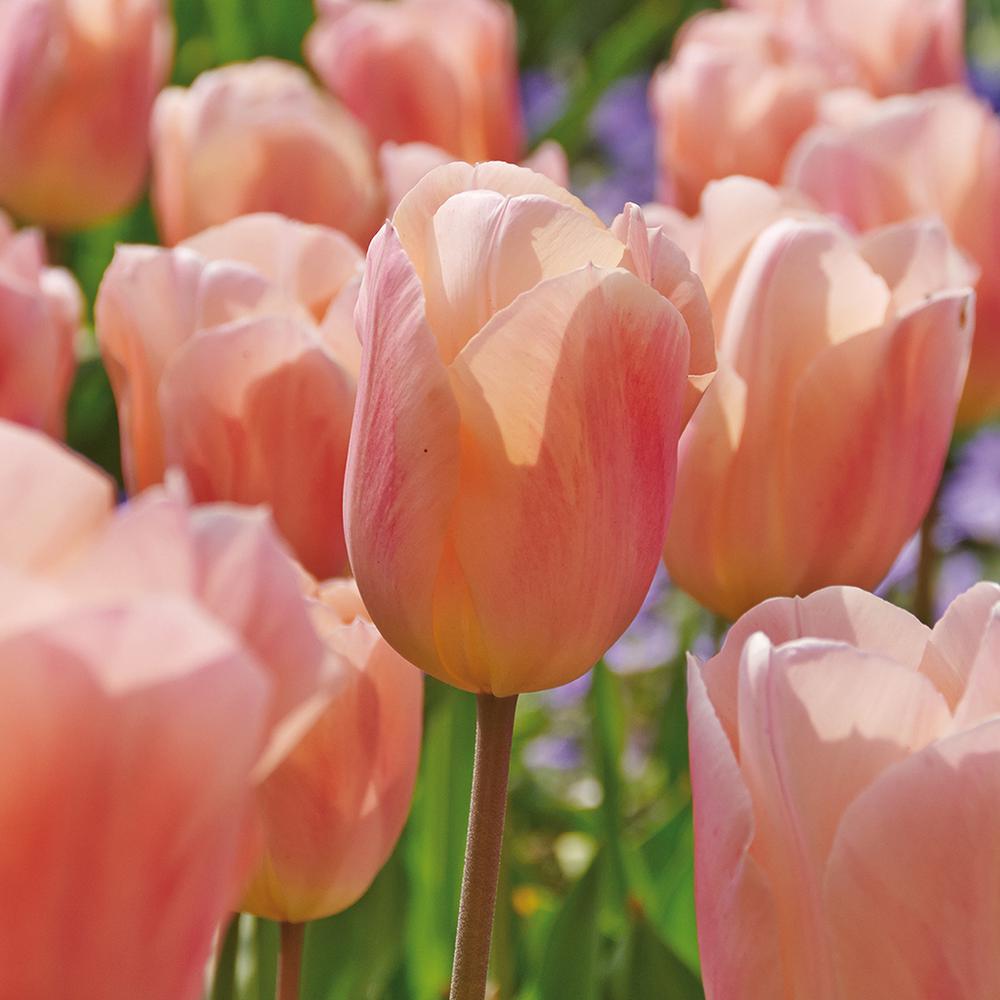 Van Zyverden Tulips Bulbs Apricot Beauty (Set of 12)-21572 - The Home Depot