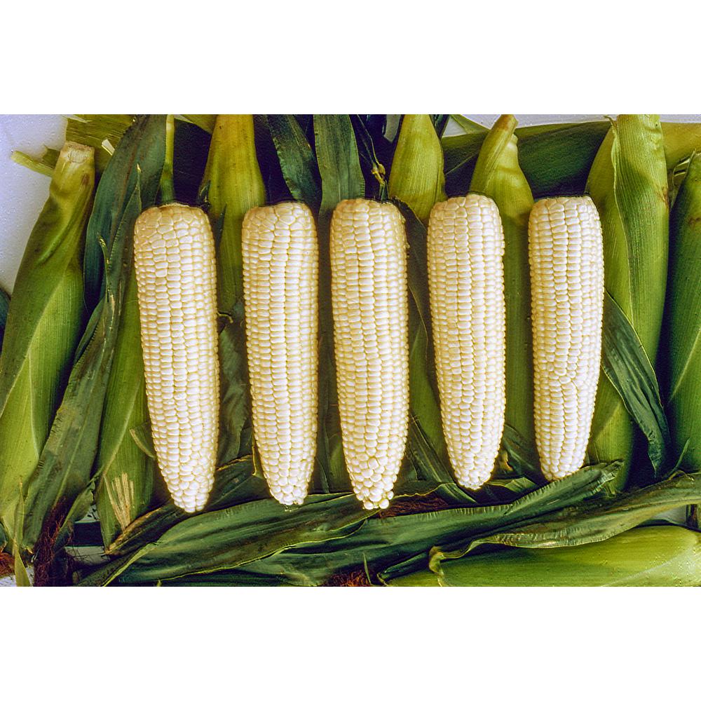 Gurney's Sweet Corn Honey and Cream Hybrid (250 Seed Packet)-14476 ...