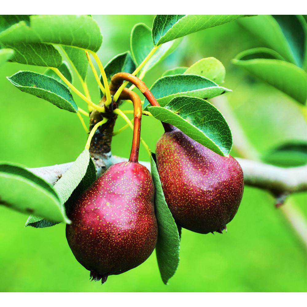 Online Orchards Dwarf Seckel Sugar Pear Tree - Perfectly Snack-Sized ...