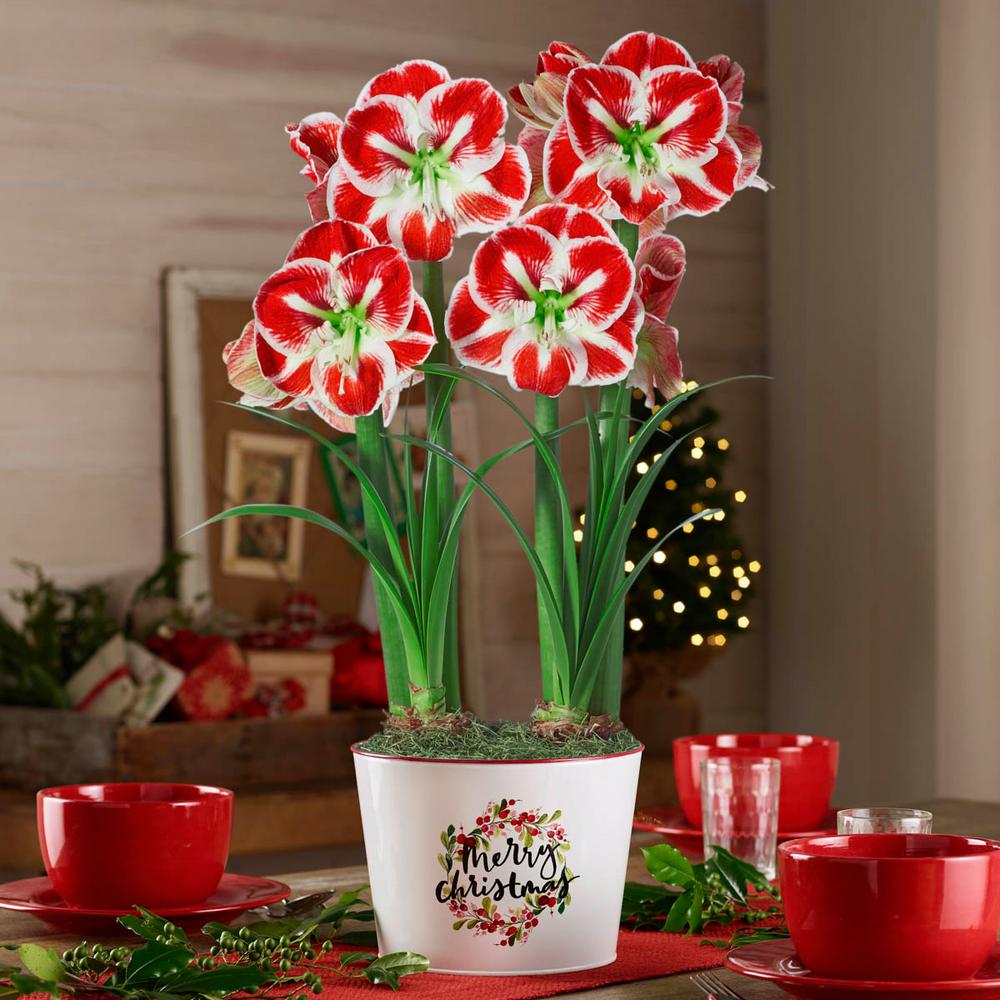 Breck's Samba Red Flowering Amaryllis (Hippaestrum) Duo Bulb Kit with 8 ...