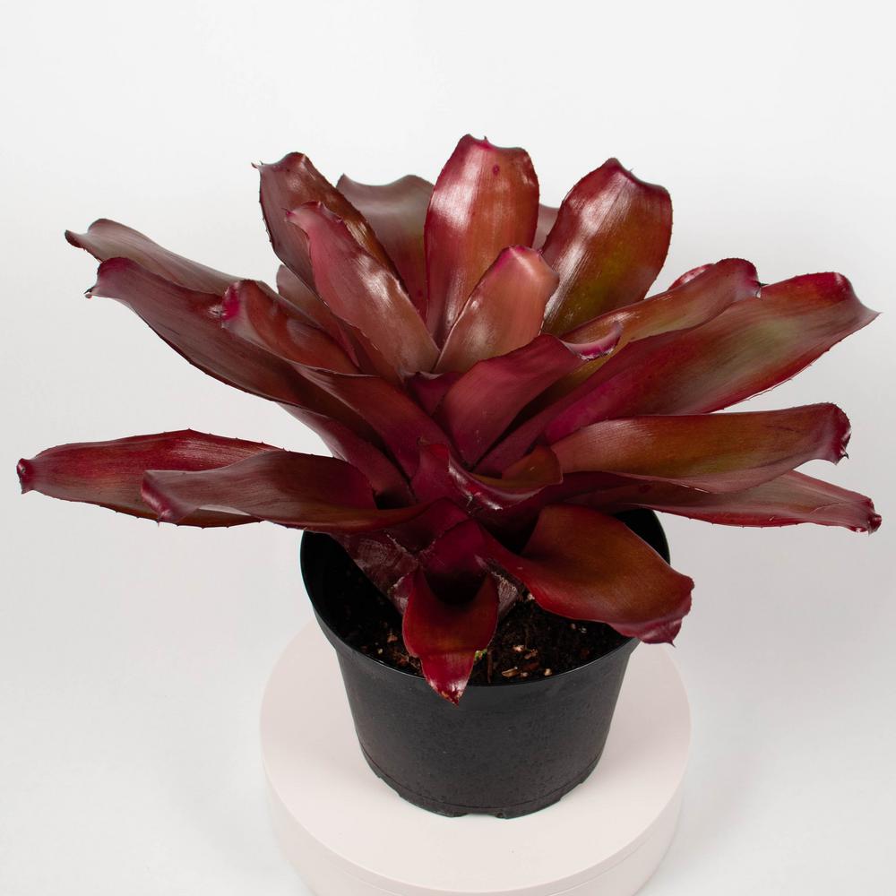 TropicalPlants.com Voodoo Doll Bromeliad (Neoregelia) Live Plant in 6 ...