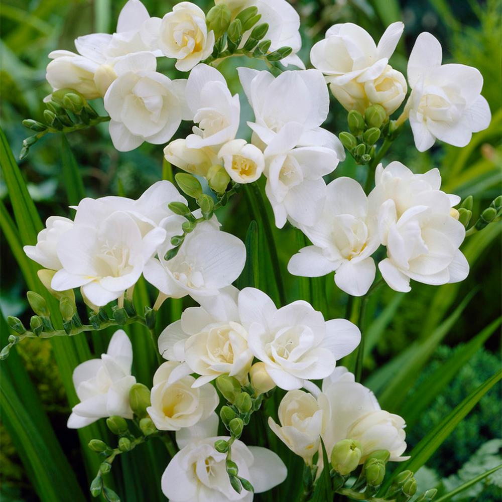 Van Zyverden Freesias Double Blooming White (Set of 25 Bulbs)-83515 ...