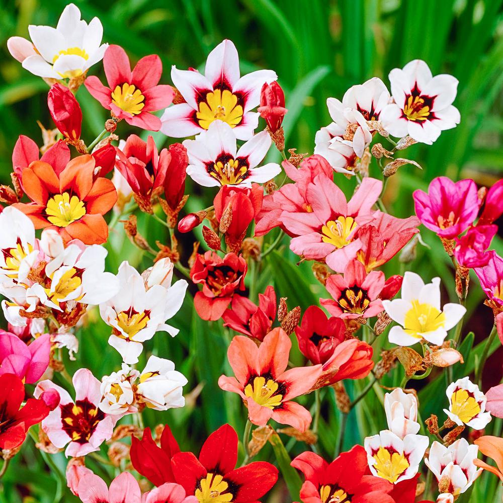 Van Bourgondien Harlequin (Sparaxis) Flowering Bulb Mixture, Assorted ...