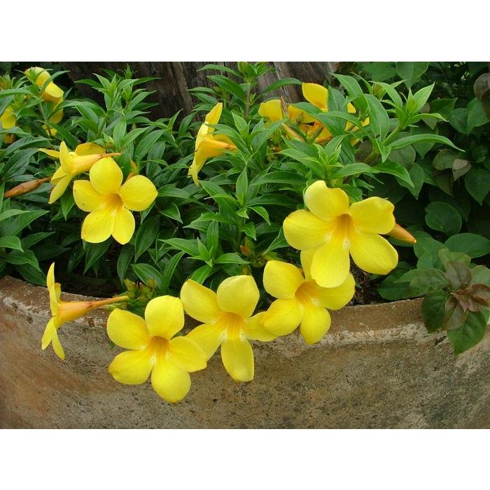 Allamanda Shrub-1 - The Home Depot