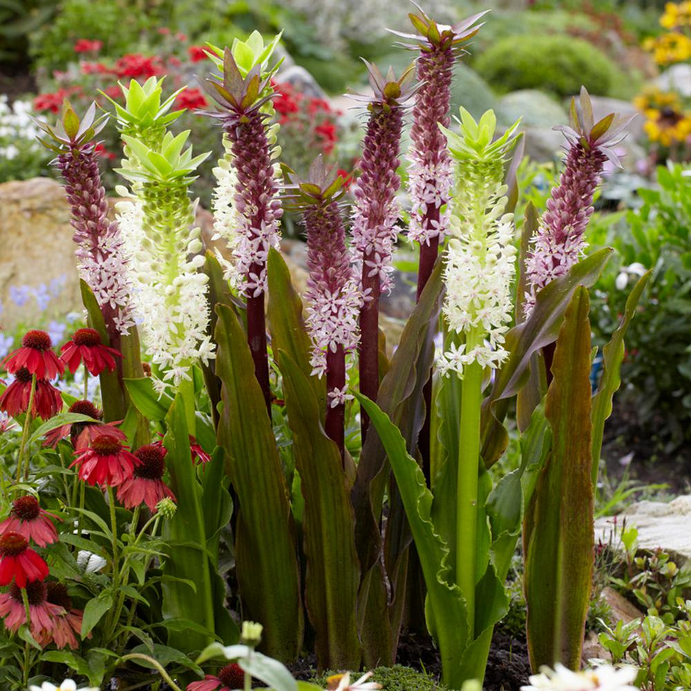 Van Zyverden Eucomis - Indian Summer Roots (Set of 5)-831361 - The Home ...