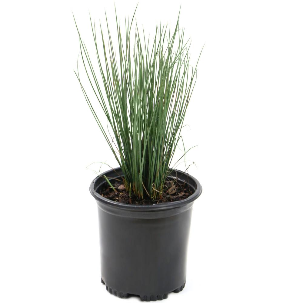 national PLANT NETWORK 2.5 Qt. Blue Dart Juncus Grass-HD1136 - The Home ...