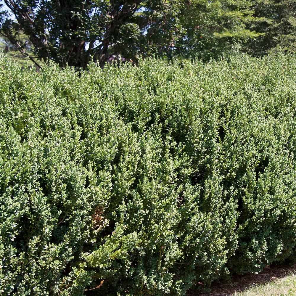 Spring Hill Nurseries Green Mountain Boxwood (Buxus), Live Broadleaf ...