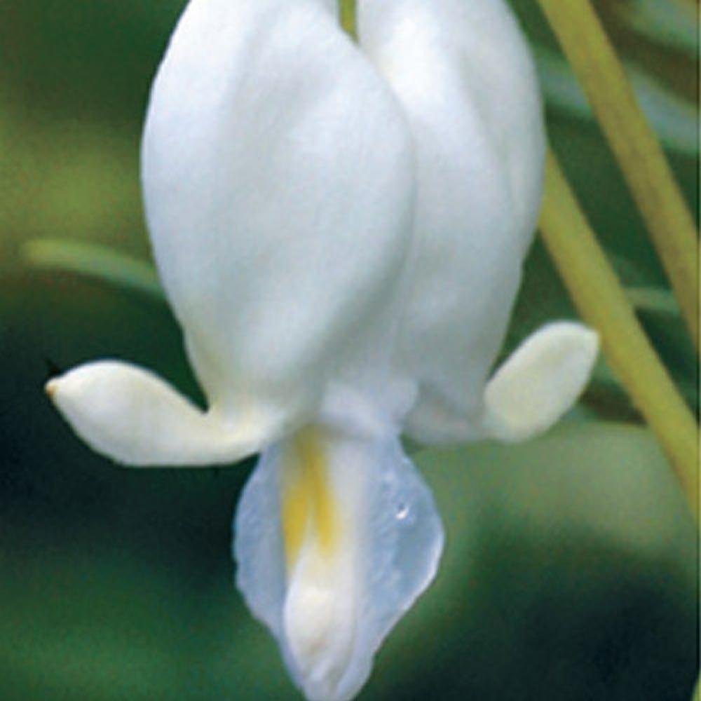 Spring Hill Nurseries White Old-Fashioned Bleeding Heart (Dicentra ...