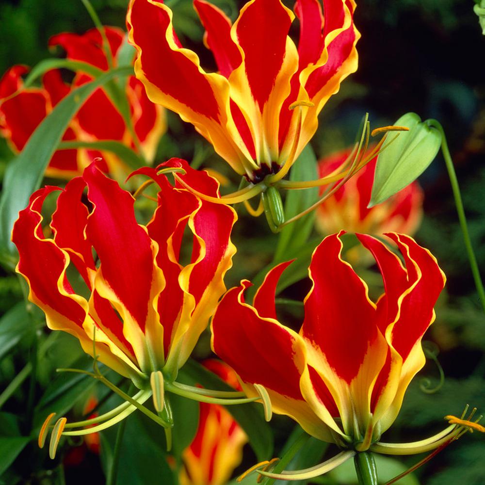Van Zyverden Gloriosa Rothschildiana Root (Set of 3)-831601 - The Home ...