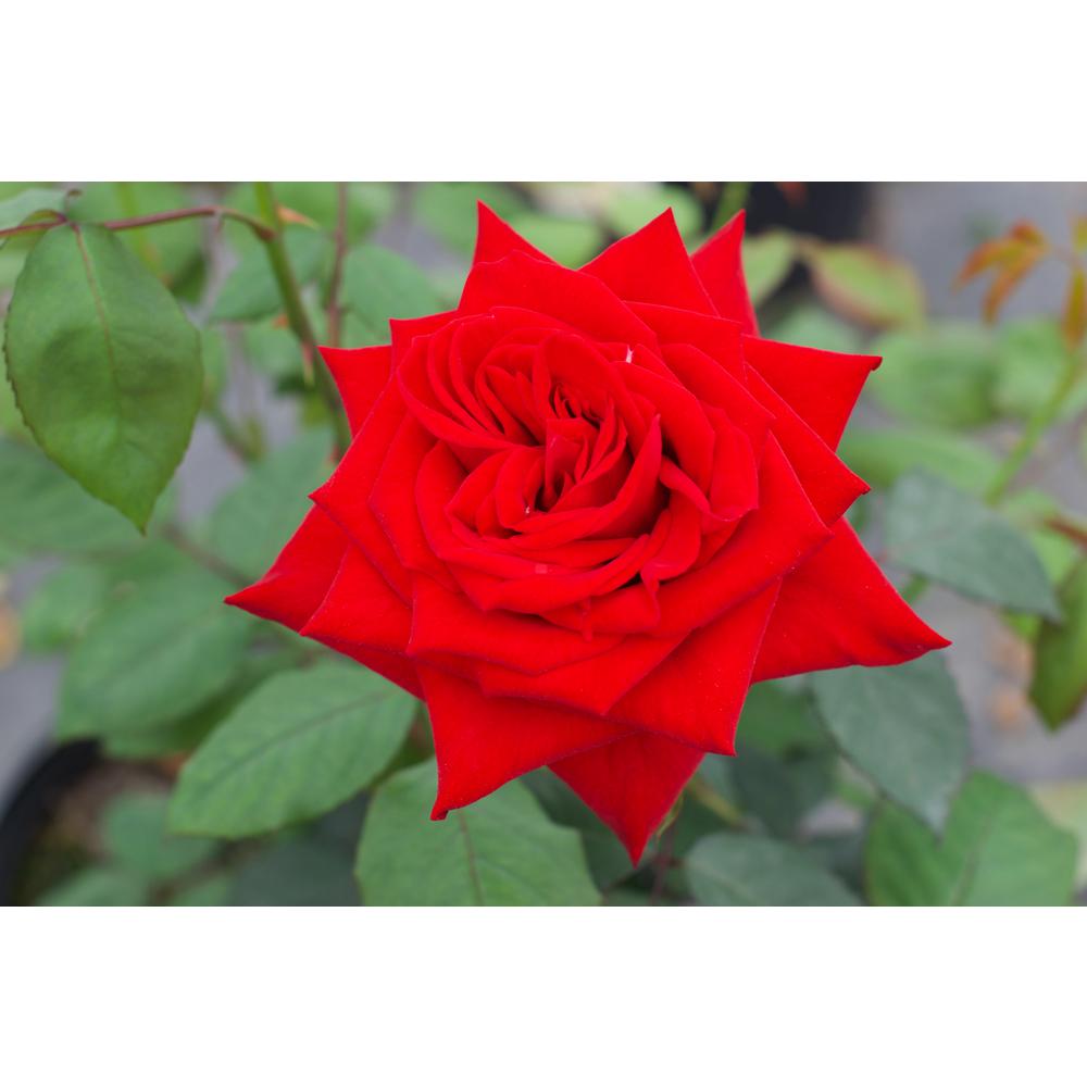 Vigoro Package Rose Olympiad Red Flower In 3.5" by 12" Plastic Package ...