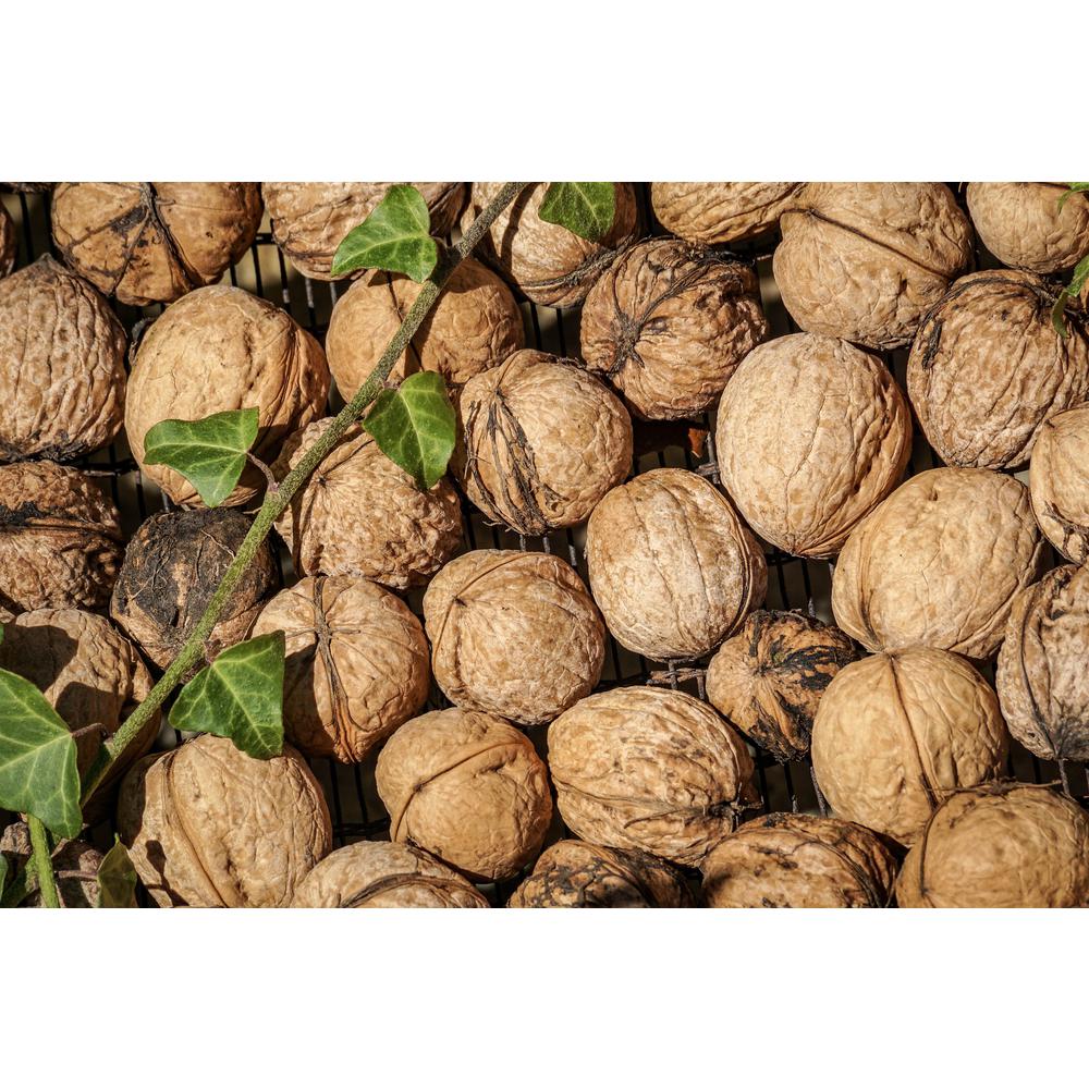 Online Orchards English Walnut Tree Bare Root-NTWL001 - The Home Depot