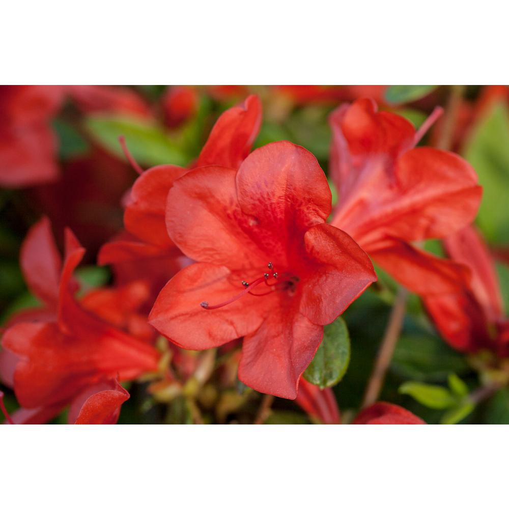 ENCORE AZALEA 1 Gal. Autumn Bravo Shrub with Red Flowers-10323 - The ...