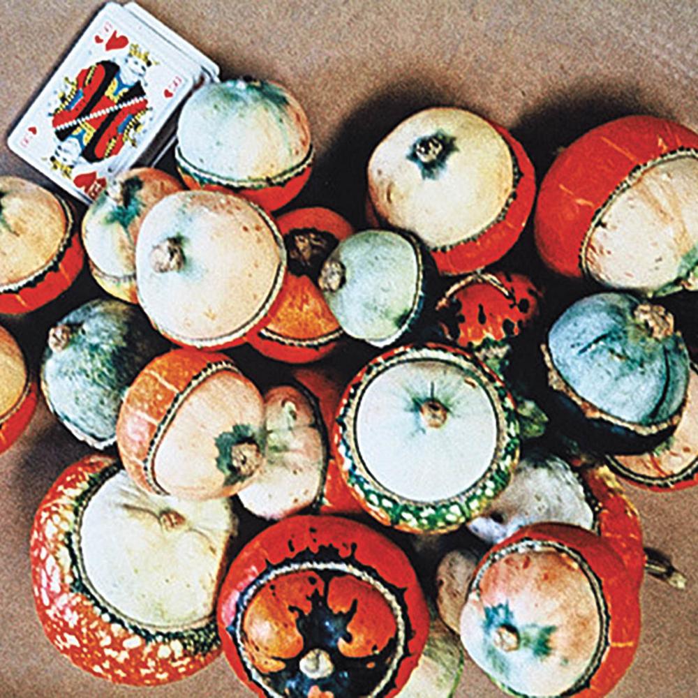 Gurney's Gourd Aladdin Seeds (20 Seed Packet)-61548 - The Home Depot