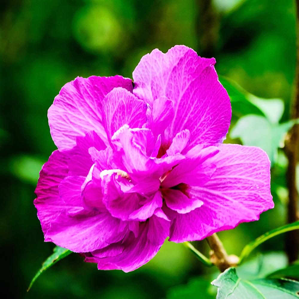 3 Gal. Double Purple Althea Shrub-ALTPUR03G - The Home Depot