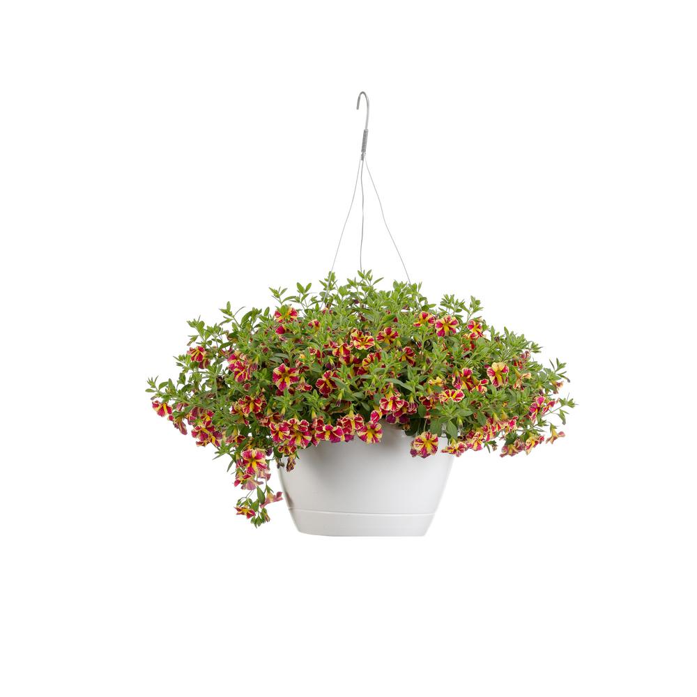 PROVEN WINNERS 10 in. Superbells Holy Moly Mono Hanging Basket ...
