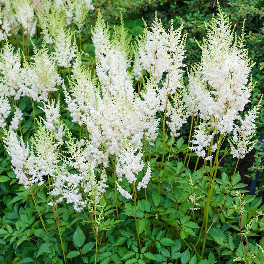 Spring Hill Nurseries White Flowers White Glory Astilbe Live Bareroot ...