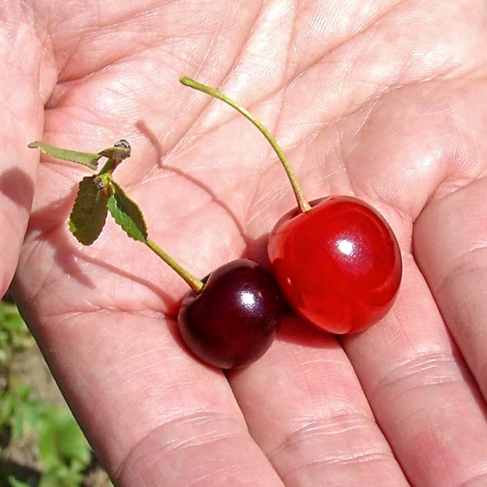 Gurneys 4 In Pot Wowza Dwarf Cherry Prunus Live Potted Fruiting Tree 1 Pack 62493 The