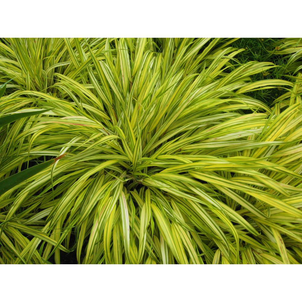 Online Orchards 1 Gal. All Gold Japanese Forest Grass - a Bright Golden ...
