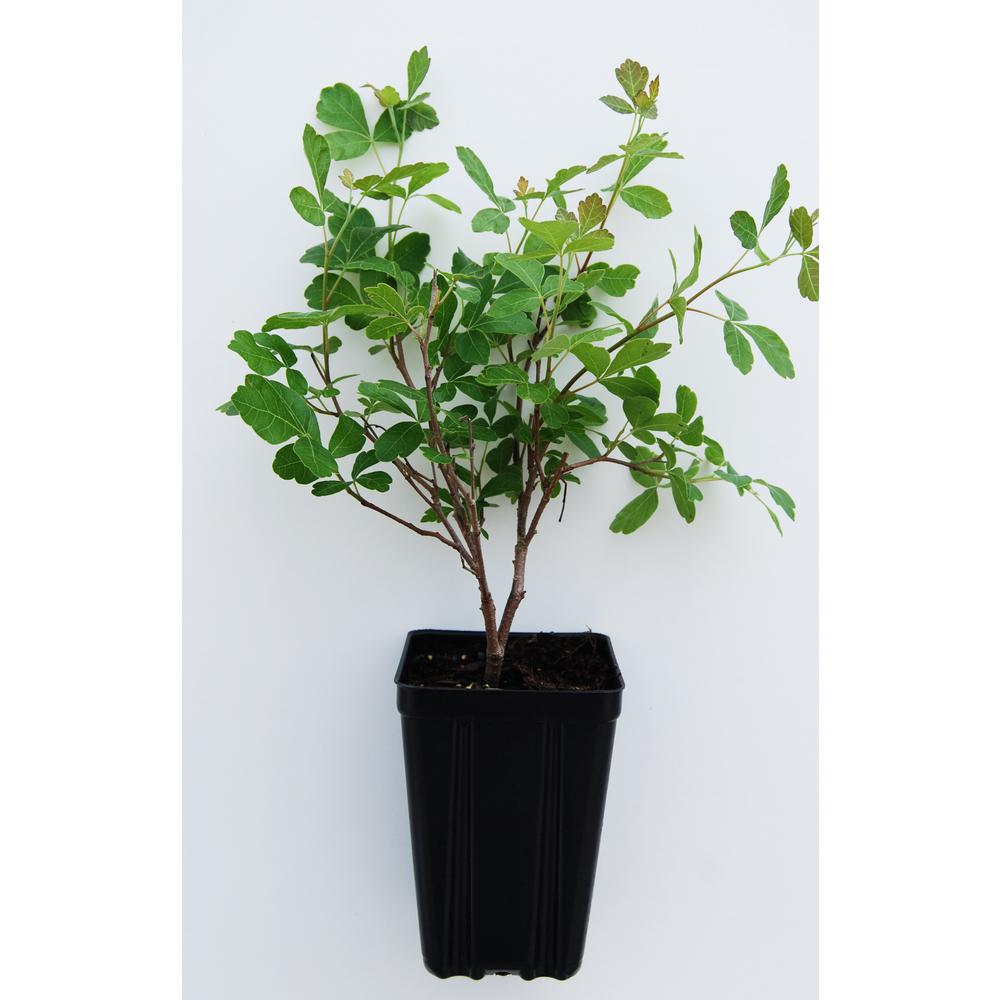 Gro-Low Fragrant Sumac Potted Shrub-SUMFGLAQT - The Home Depot