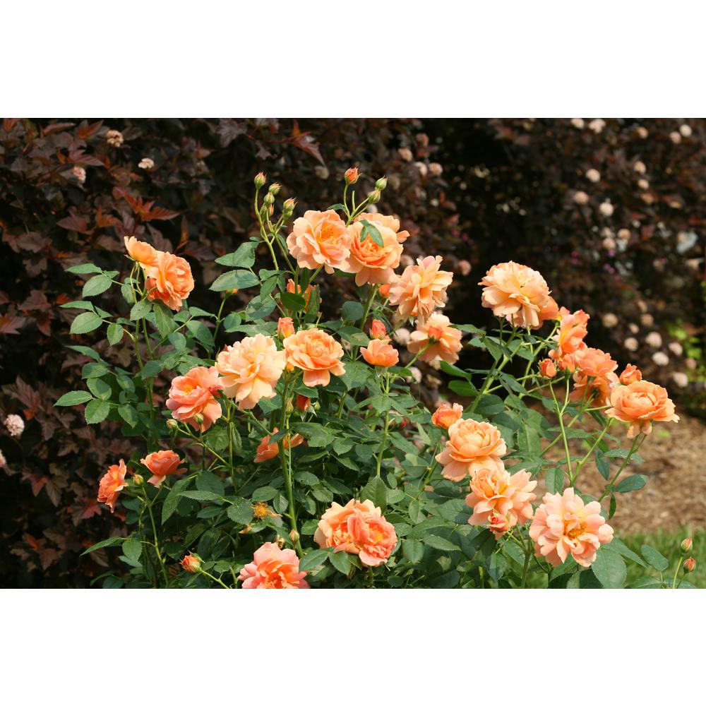5 cuttings 6-8" Long Rosa Westerland Orange Flowering Climbing Shrub ...