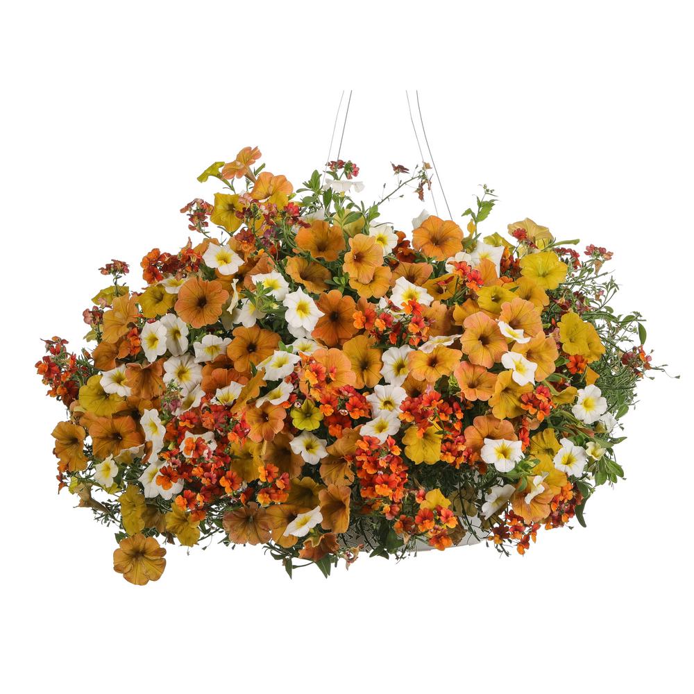 PROVEN WINNERS 10 in. Afternoon Mirth Combination Hanging Basket, Live ...