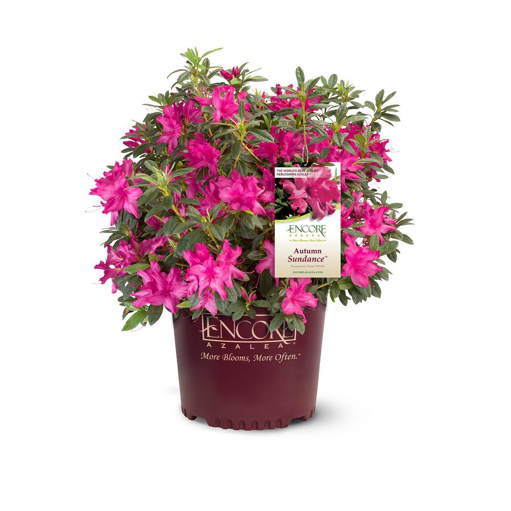 ENCORE AZALEA 1 Gal. Autumn Bonfire Azalea Shrub with Stunning True-Red ...