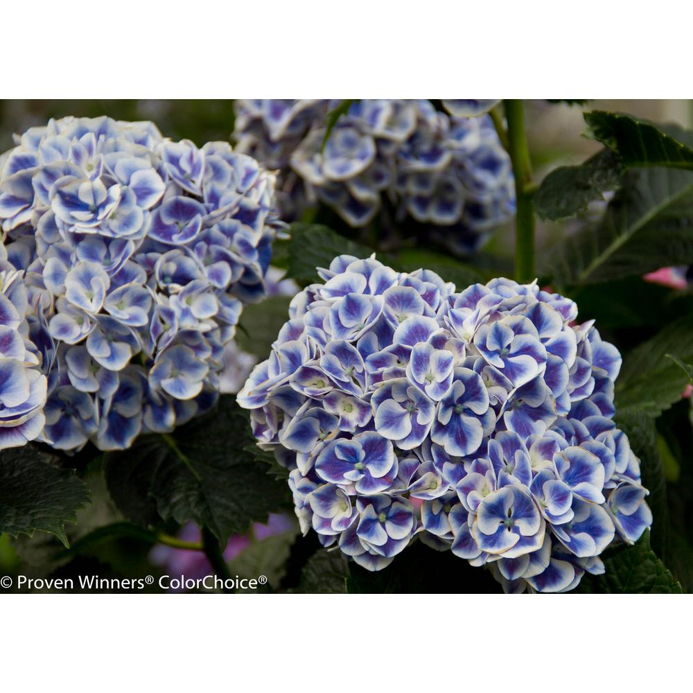 Proven Winners Gatsby Moon Oakleaf Hydrangea (Quercifolia) Live Shrub ...