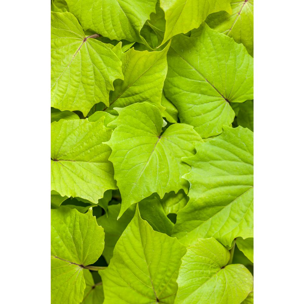 Lime Green Sweet Potato Vine