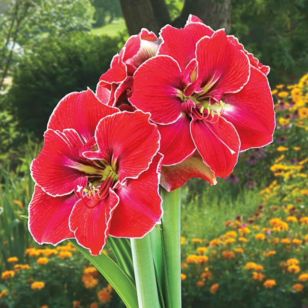 Breck's Magical Touch Amaryllis (Hippeastrum) Bulb (1-Pack)-89618 - The ...