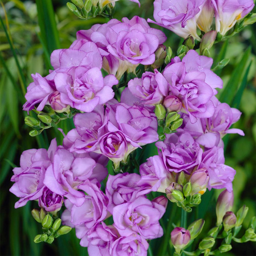Van Zyverden Freesias Double Blooming Lavender (Set of 25 Bulbs)-83512 ...