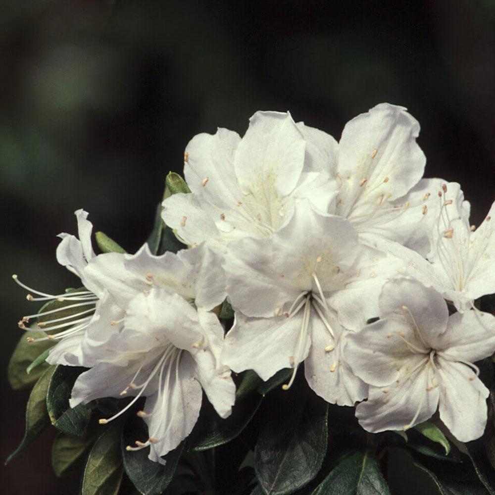 FLOWERWOOD 2.5 Qt. Delaware Valley White Azalea, Evergreen Shrub With ...