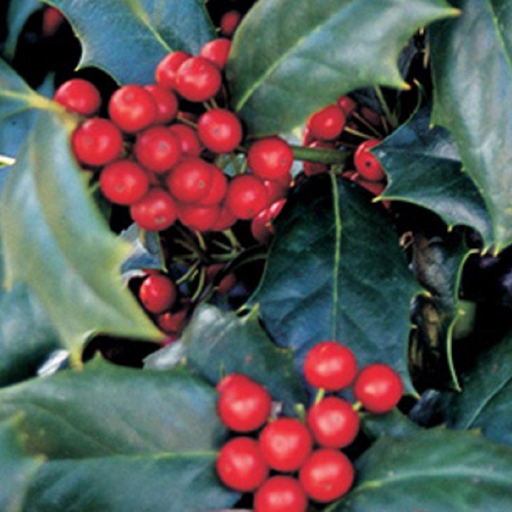 Southern Living Plant Collection 2.5 Qt. Robin Japanese Holly(Ilex ...