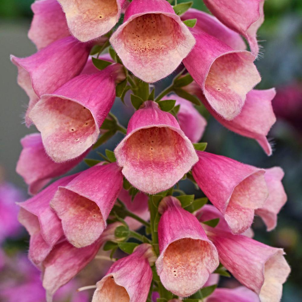 Spring Hill Nurseries 3 in. Pot Arctic Rose Foxglove (Digitalis), Live ...