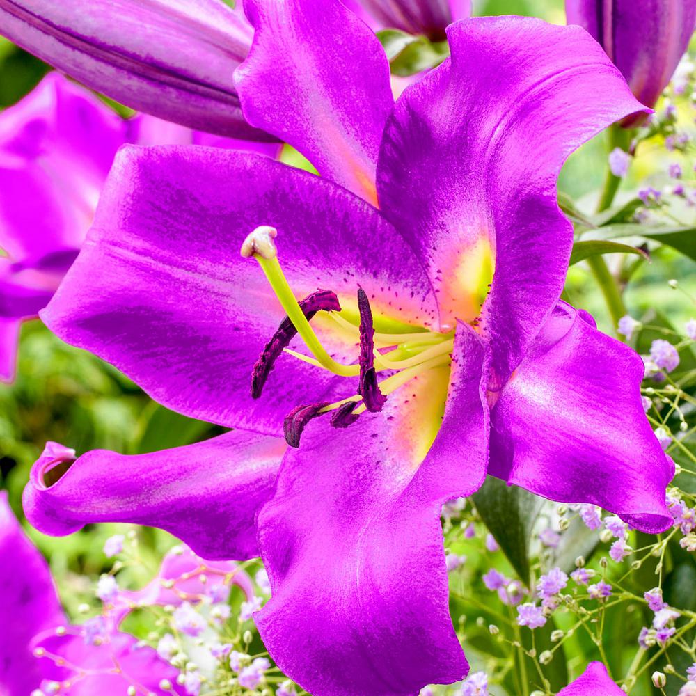 Breck's Purple Lady Giant Spring Flowering Orienpet Lily (5-Pack)-05212 ...