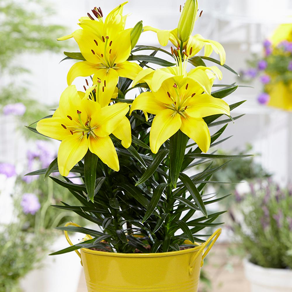 Van Zyverden Patio Lily Lemon Pixie with Yellow Metal Planter and ...
