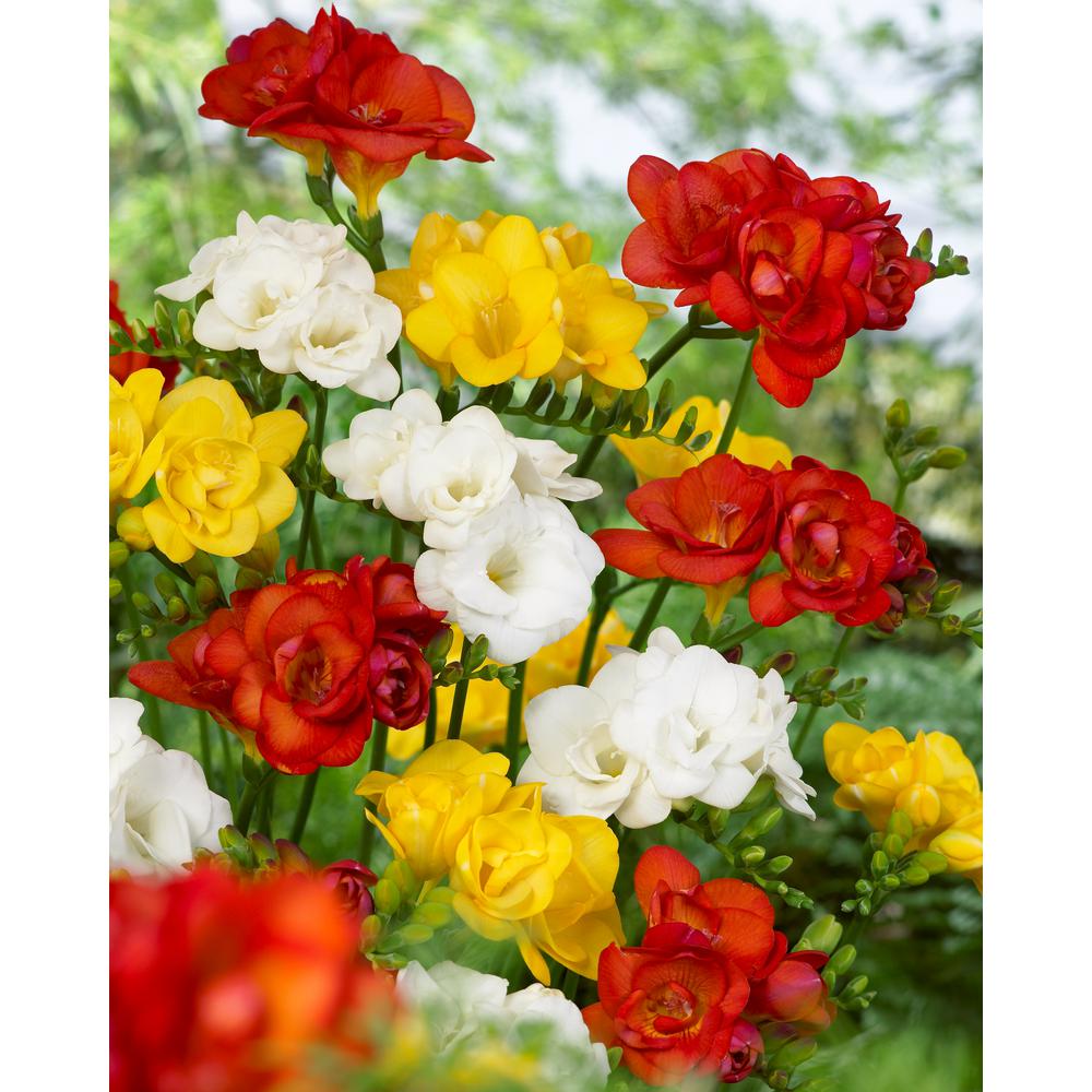 Bloomsz Double Freesia Mix (Pack of 20)-9484 - The Home Depot