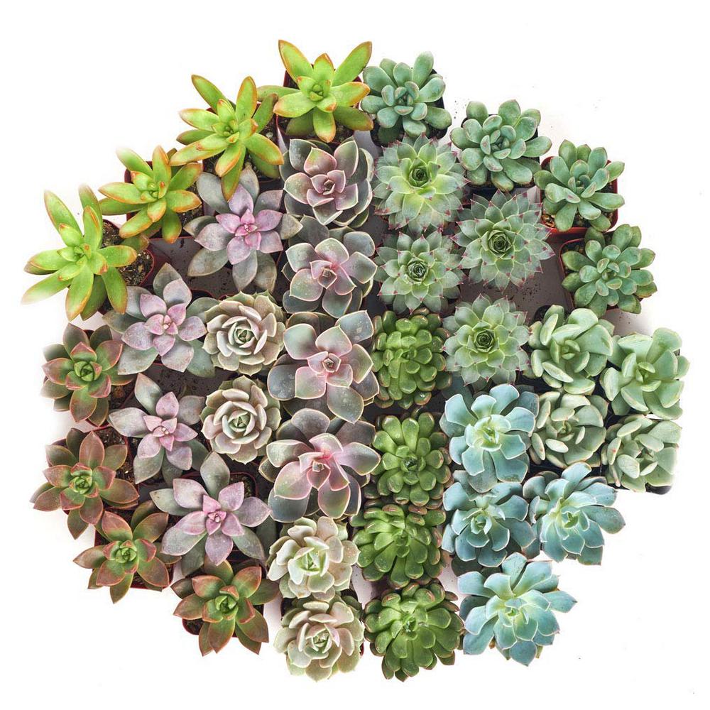 Shop Succulents 2 in. Rosette Succulent (Collection of 100)-R100 - The ...
