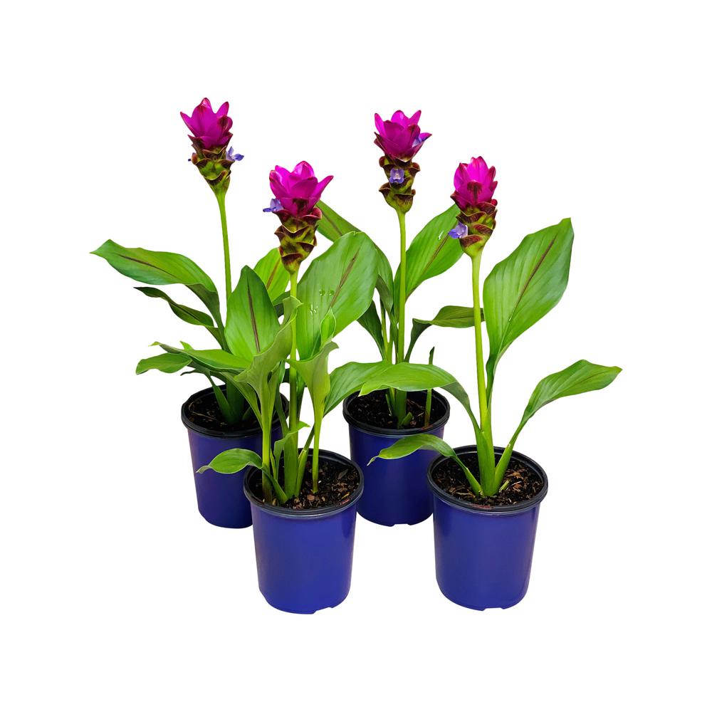 Pure Beauty Farms 2.5 Qt. Curcuma Siam Plant Purple Flowers in 6.33 In ...