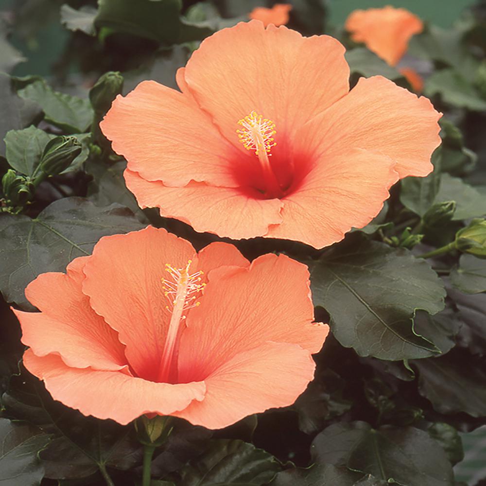 2.35 Gal. #10 Hibiscus Shrub with Orange Flowers-19827 - The Home Depot