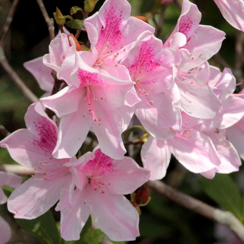 National Plant Network 2.25 Gal. Azalea George L. Tabor Flowering Shrub ...