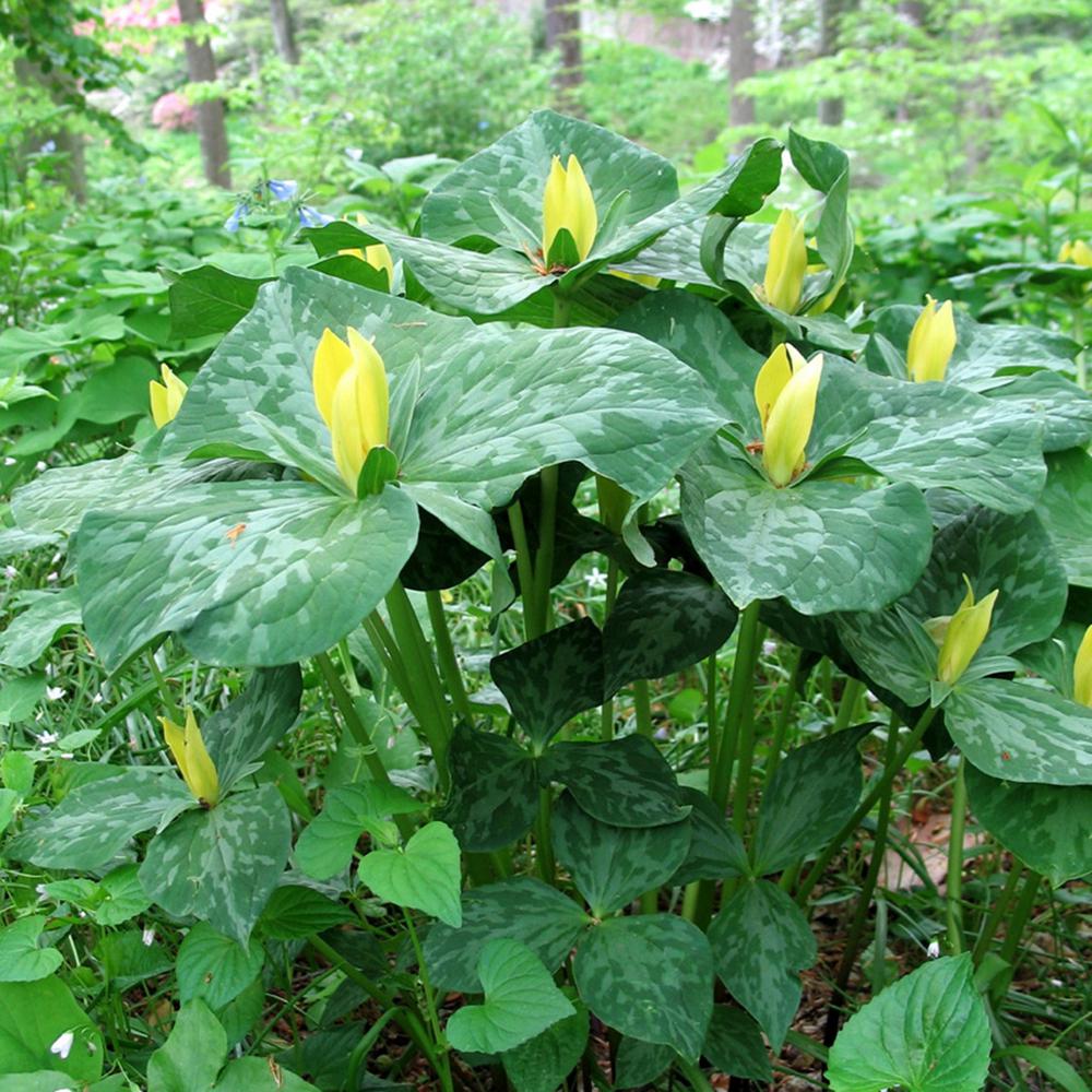 Van Zyverden Woodland Plant Trillium Yellow Roots (3-Pack)-11397 - The ...
