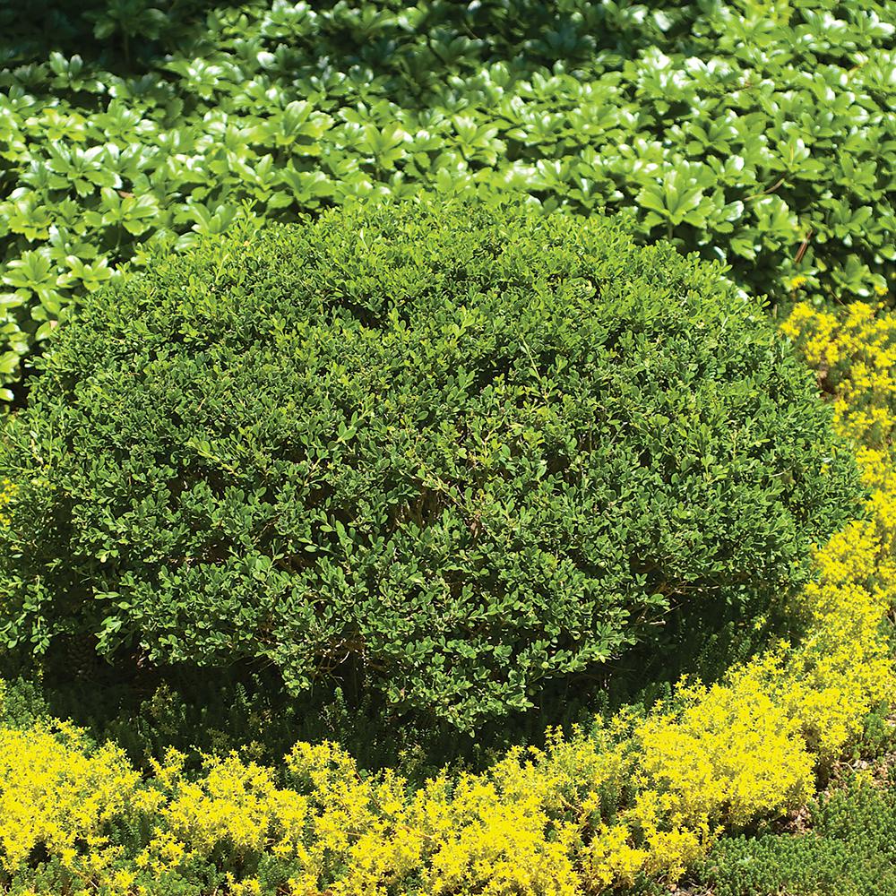 Cottage Gardens 3 Gal. Shrub Boxwood Wintergreen-13BUX3WIN - The Home Depot
