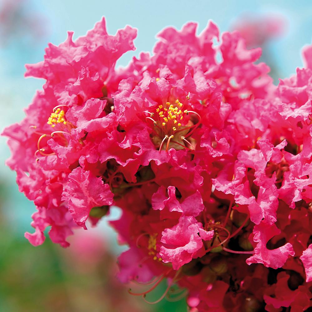Van Zyverden Crape Myrtle Pink Root Stock (1-Set)-83553 - The Home Depot