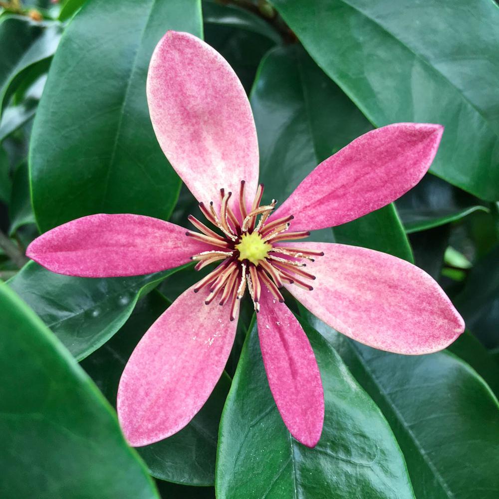 Spring Hill Nurseries 5 in. Pot Stellar Ruby Magnolia, Live Potted ...