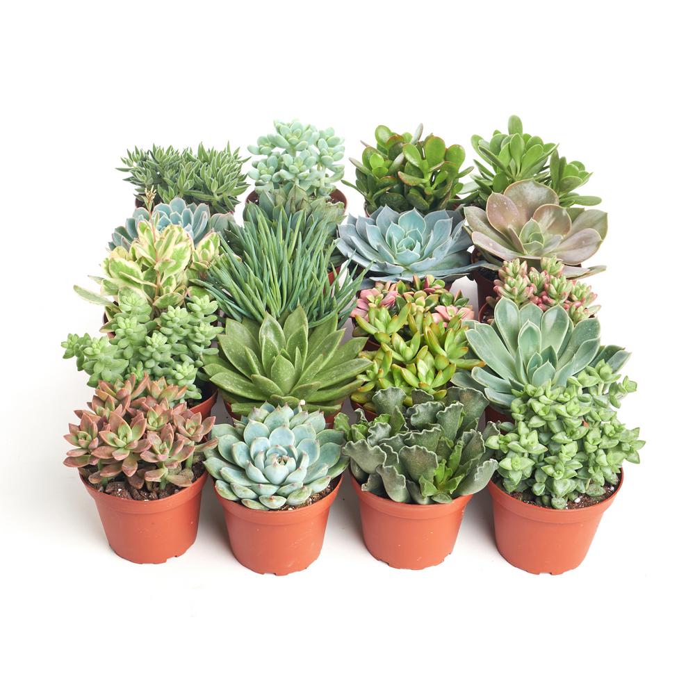 Shop Succulents 4 in. Assorted Succulent Collection Succulent ...