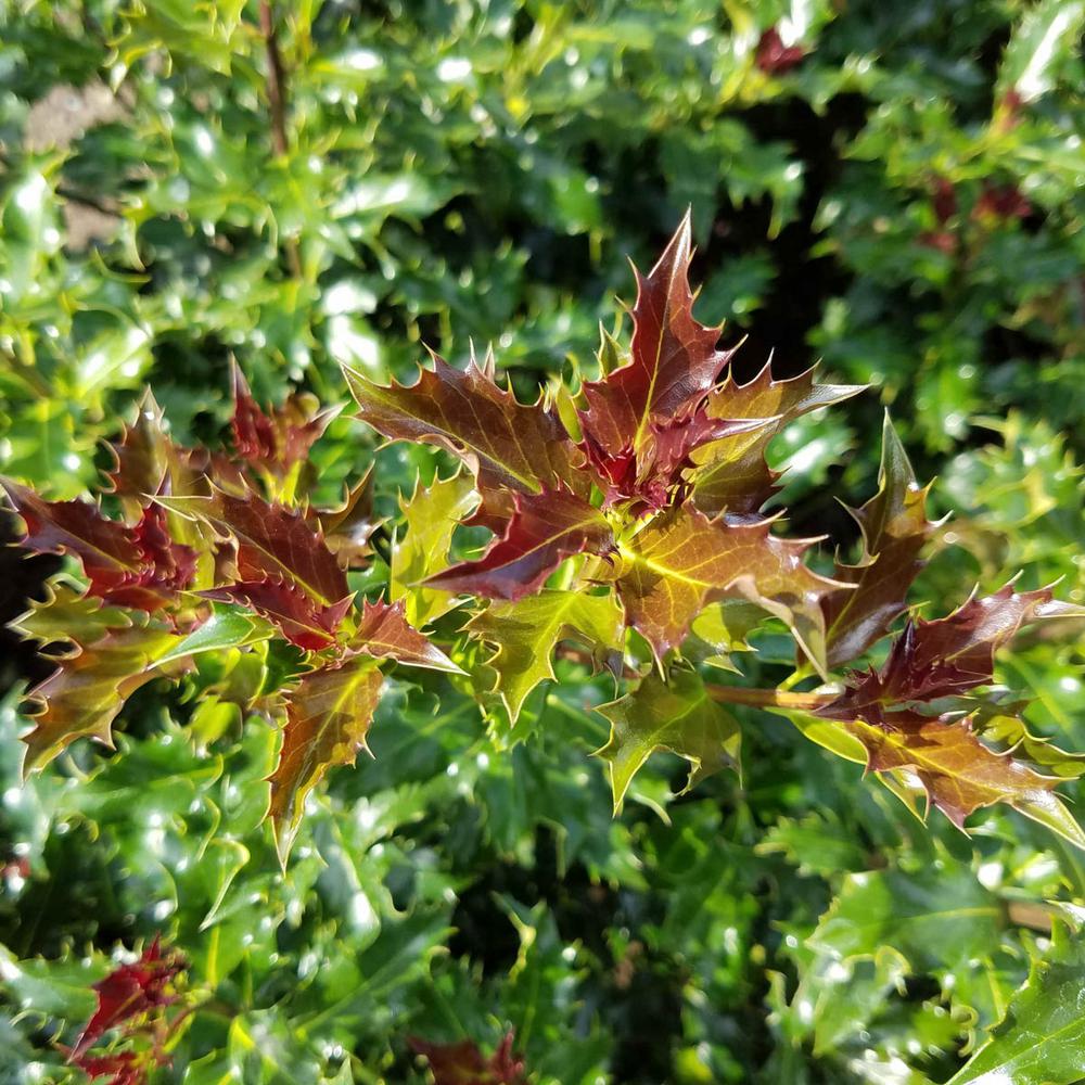 Spring Hill Nurseries 4 in. Pot Mademoiselle Holly (Ilex) Broadleaf ...
