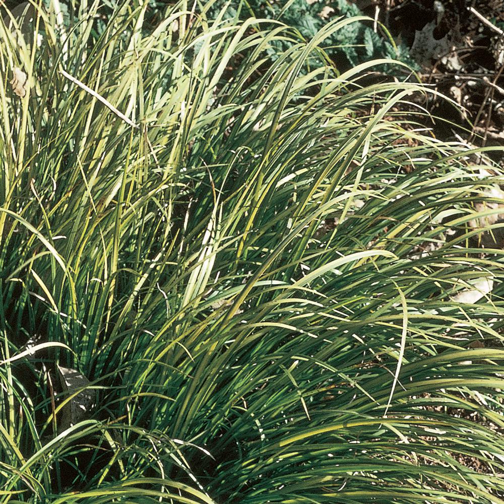 25 Qt 1 Sweet Flag Grass 25169 The Home Depot