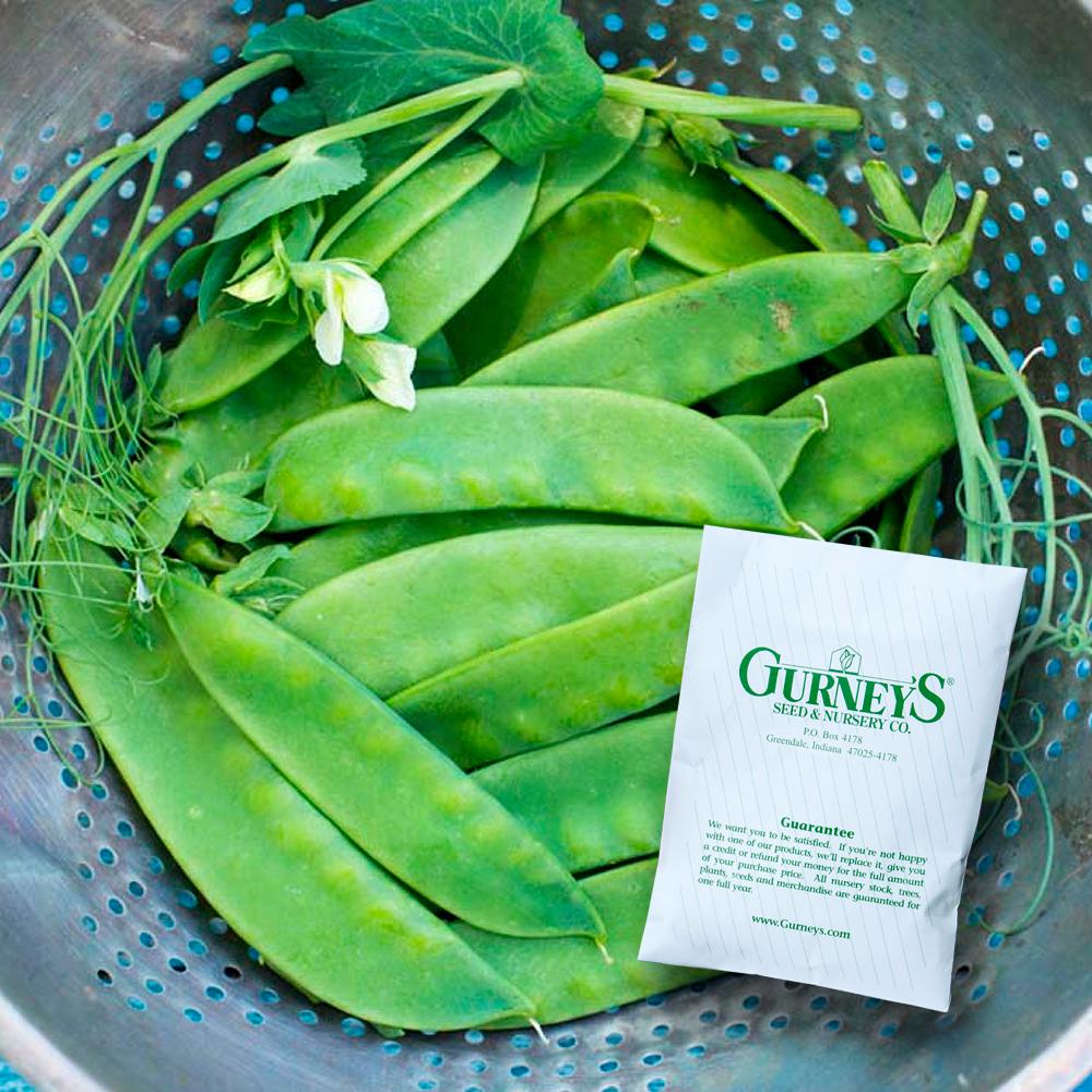 Gurney's 0.50 lb. Snow Pea Avalanche (Seed Packet)-76101 - The Home Depot