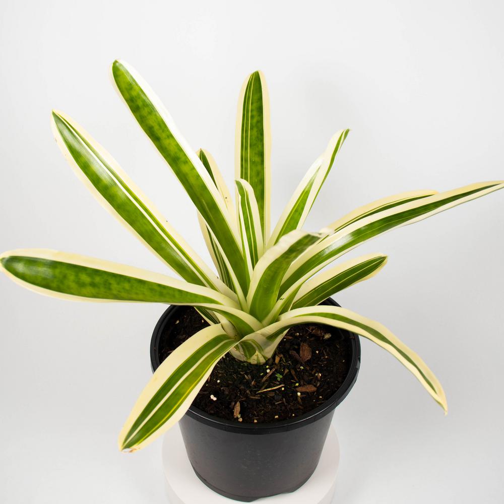 TropicalPlants.com Bossa Nova Bromeliad Neoregelia Live Plant in 8 in ...