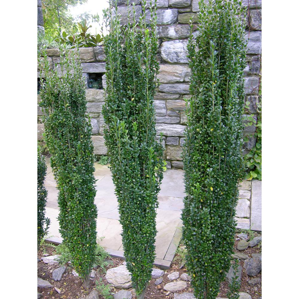 Online Orchards 1 Gal. Sky Pencil Japanese Holly Shrub Columnar ...